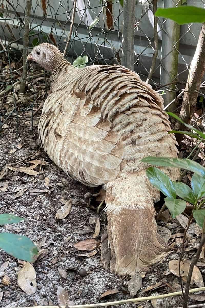 Broody Momma Turkey » Kowalski Mountain