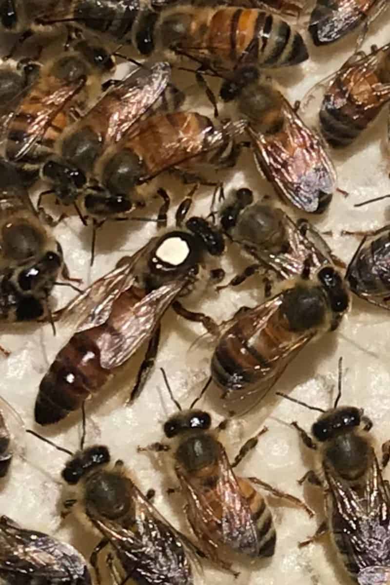Making a New Queen Bee? » Kowalski Mountain