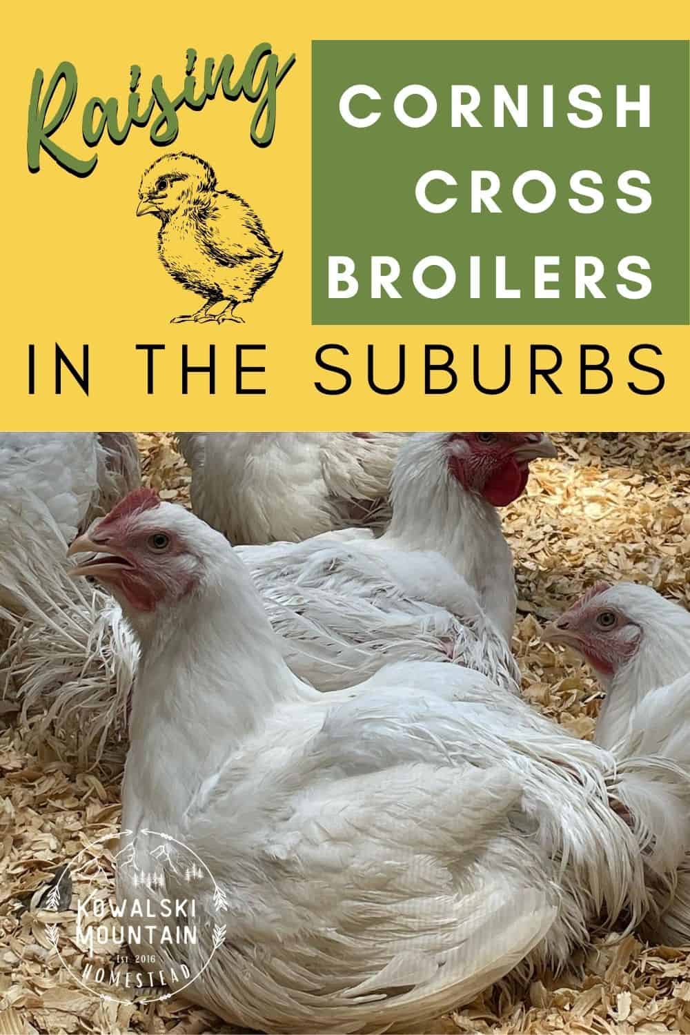 Successfully Raising Cornish Cross Broilers in the Suburbs » Kowalski ...