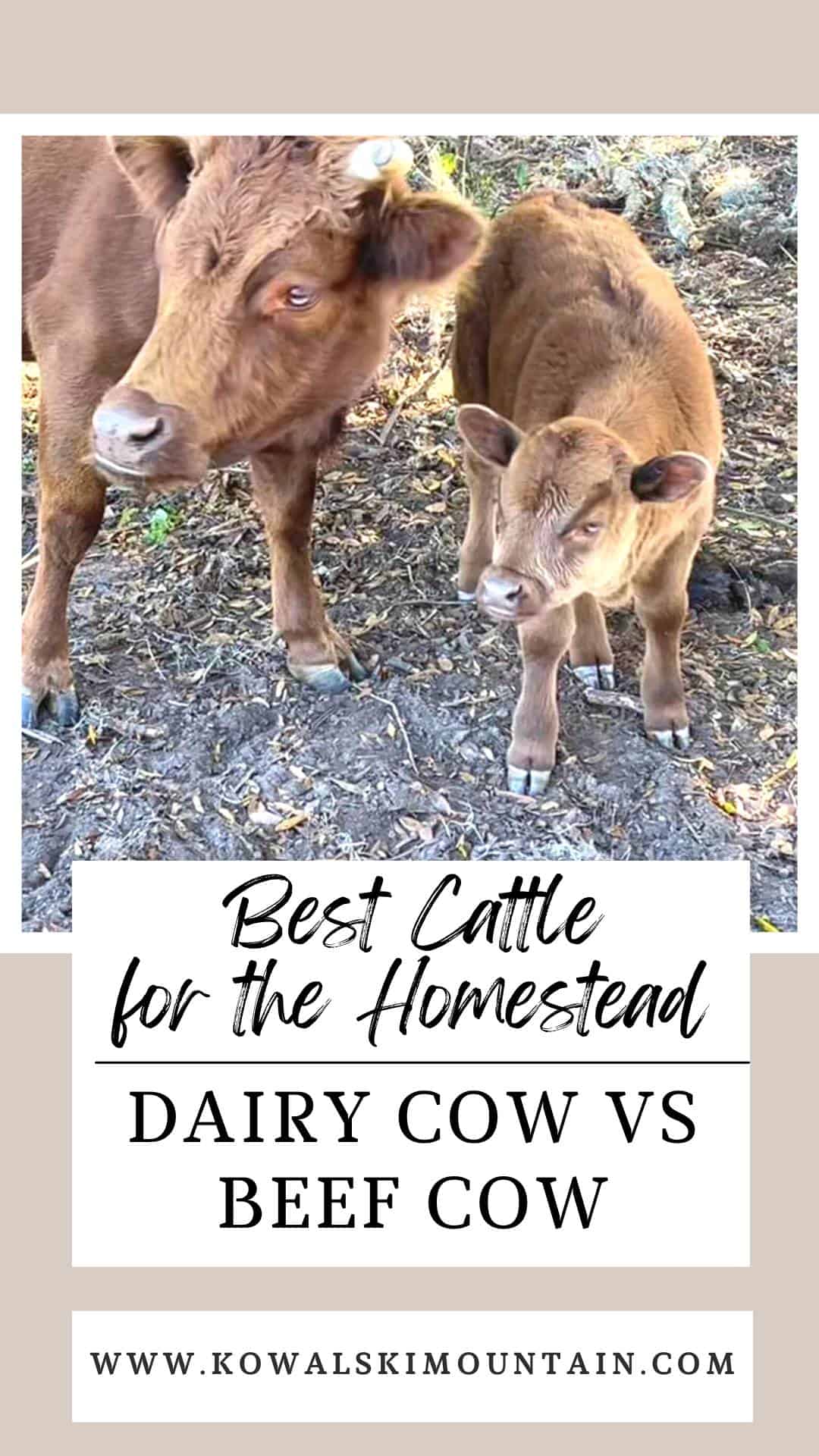 The Best Homestead Cattle: Dairy Cow VS Beef Cow » Kowalski Mountain