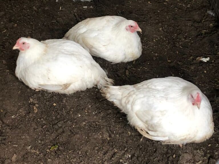 Do Meat Chickens Lay Eggs? Choosing the Best Backyard Chickens ...