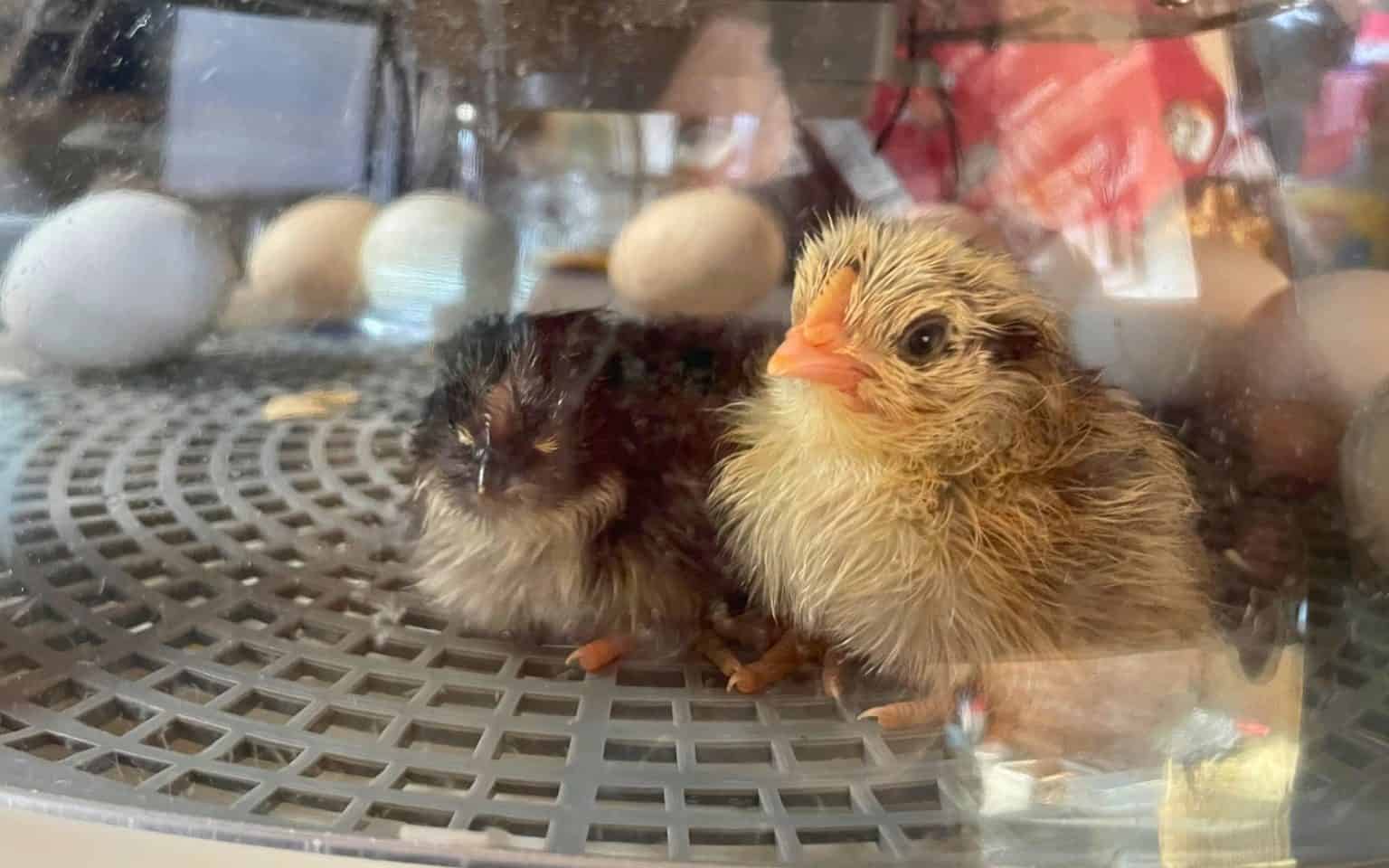 What To Do After Hatching? Practical Tips For Raising Healthy Chicks ...