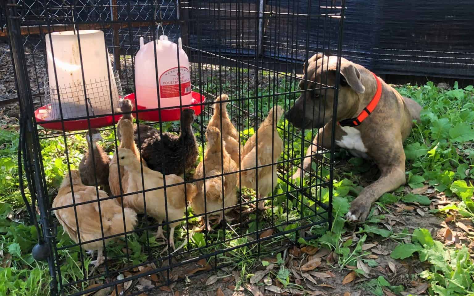 What To Do After Hatching? Practical Tips For Raising Healthy Chicks ...