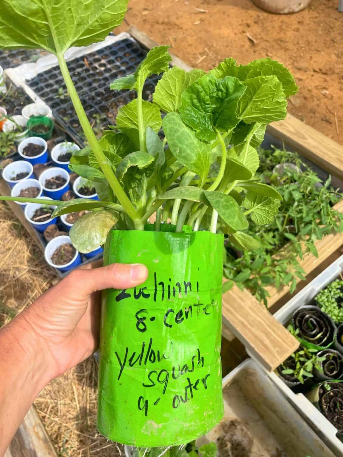 Less Space, Big Results: Seed Snail Growing Method » Kowalski Mountain