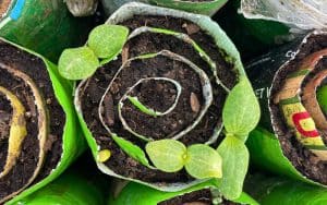 Less Space, Big Results: Seed Snail Growing Method » Kowalski Mountain