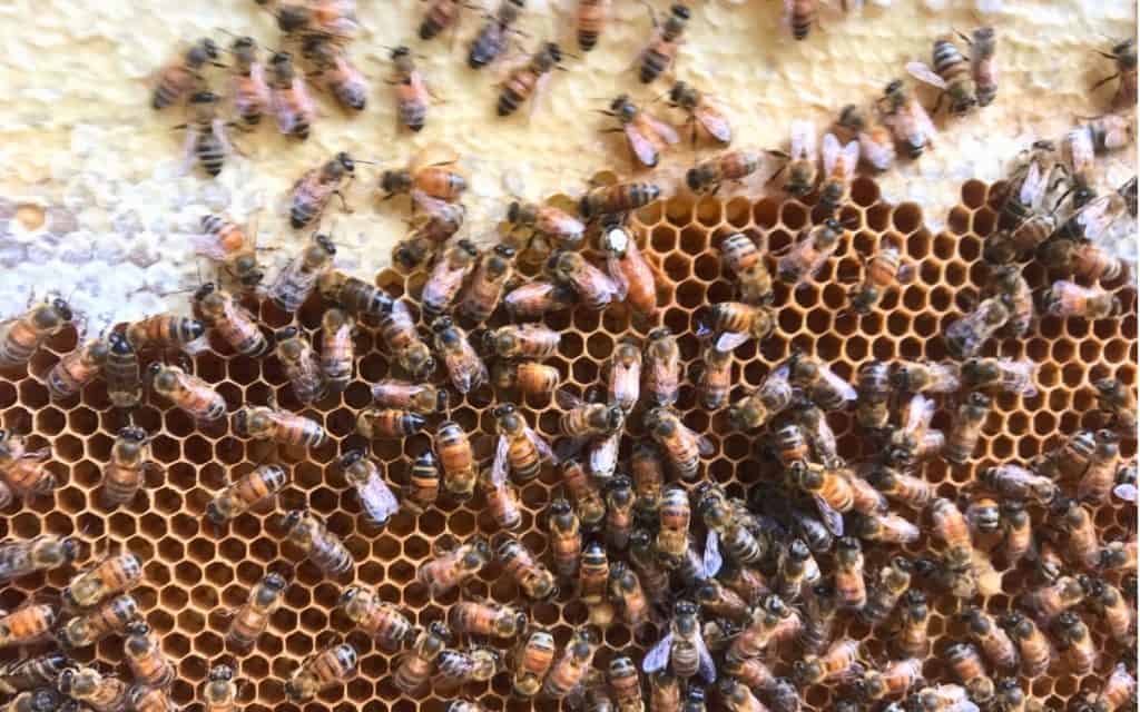 Meet the Colony’s Caste: Fascinating Roles of Bees in a Hive » Kowalski ...