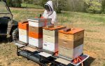 Brood Box For Bees: Understanding The Heart Of The Hive » Kowalski Mountain