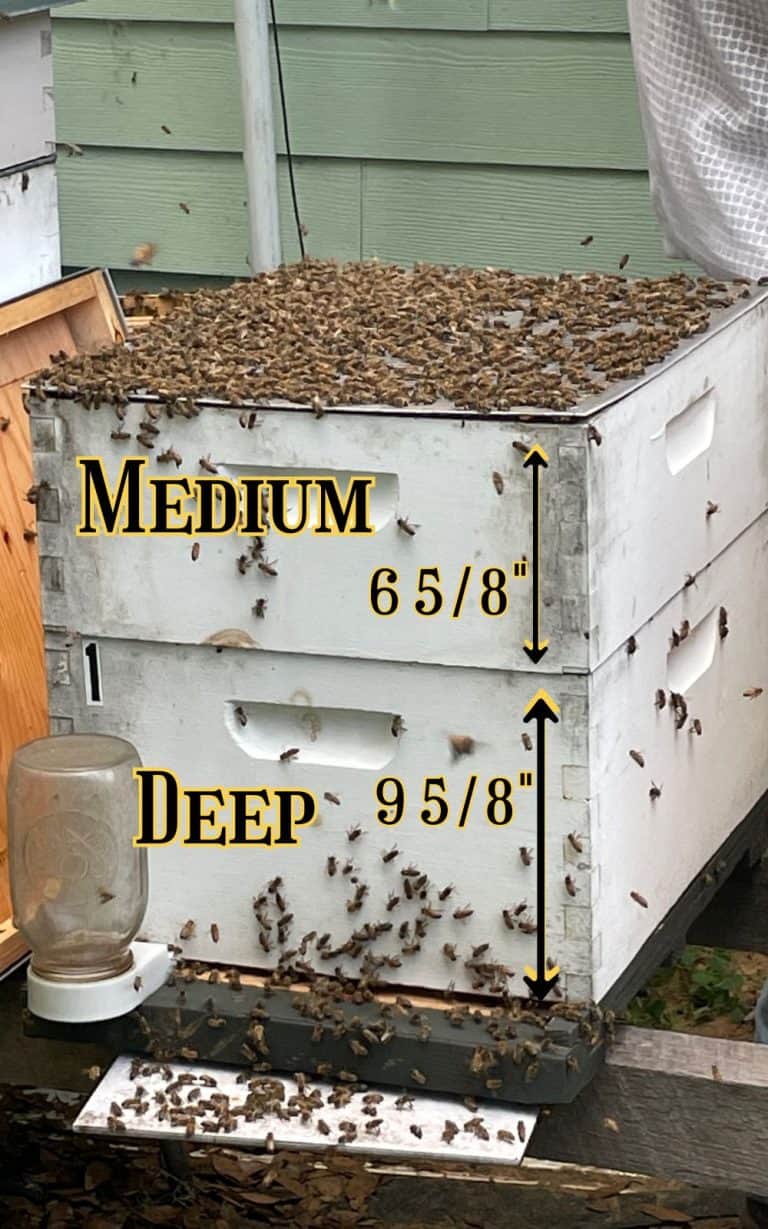 Brood Box For Bees: Understanding The Heart Of The Hive » Kowalski Mountain