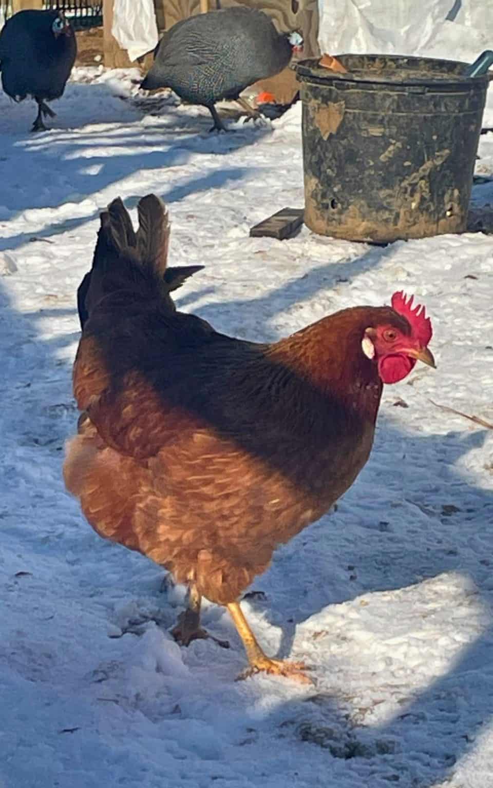 The Best Time to Get Backyard Chickens: A Seasonal Guide » Kowalski ...
