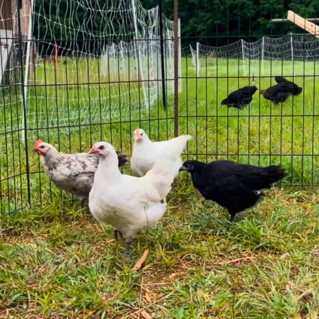 Introduce New Chickens to Your Flock Without Ruffling Feathers ...