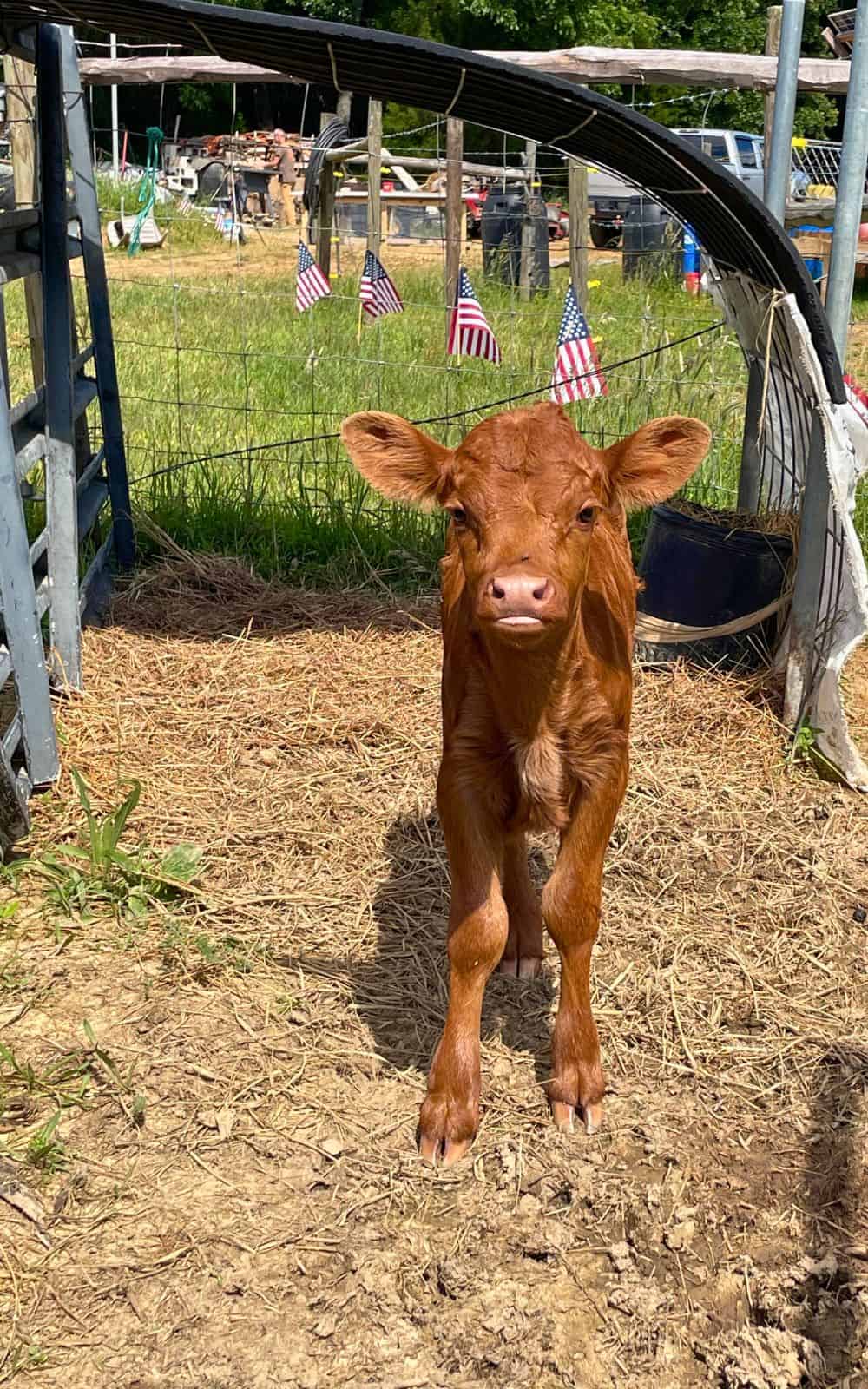 My First Calf Sharing Mistakes and the Lessons They Taught Me ...