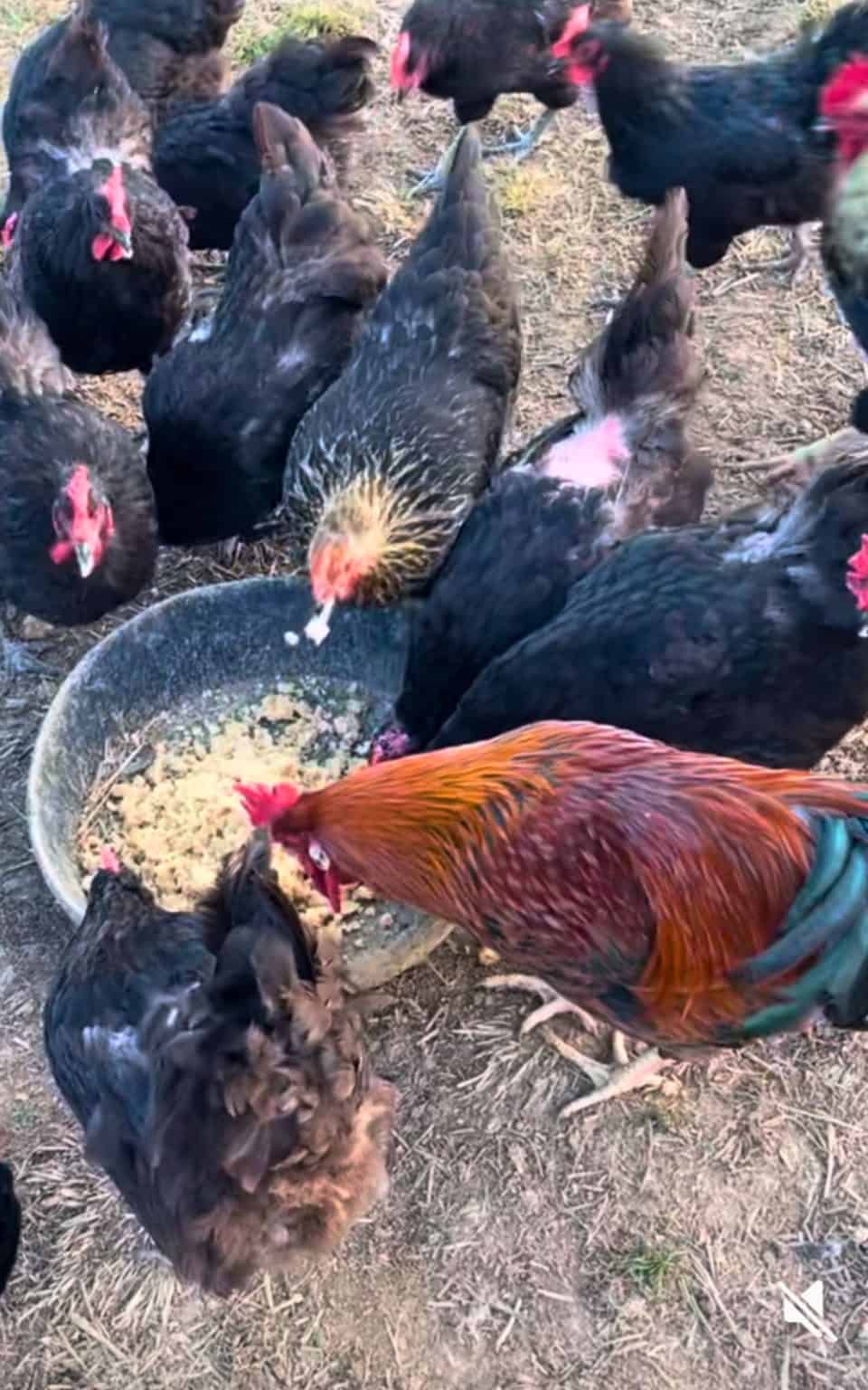 What Do Chickens Eat? The Complete Backyard Feeding Guide » Kowalski ...