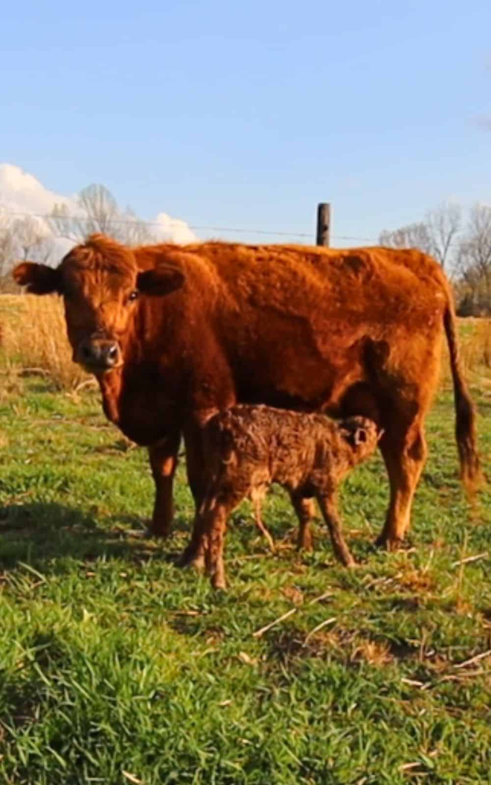 How to Train a Family Milk Cow » Kowalski Mountain