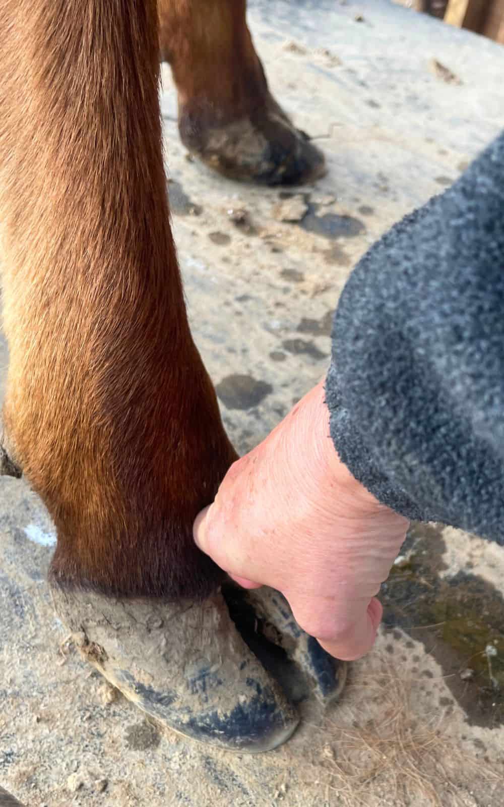How to Train a Family Milk Cow » Kowalski Mountain