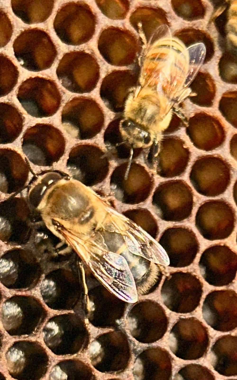 Drone Bees: Their Important Role in the Hive » Kowalski Mountain