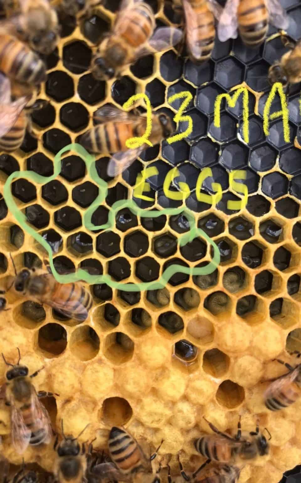 Meet the Colony’s Caste: Fascinating Roles of Bees in a Hive » Kowalski ...