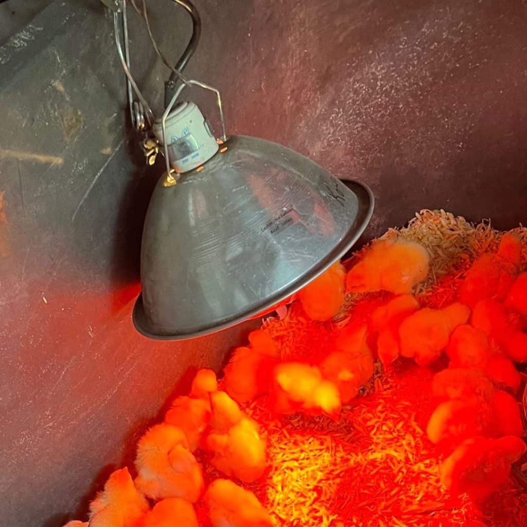 Brooder Plate or Heat Lamp for Chicks: What You Need to Know » Kowalski ...
