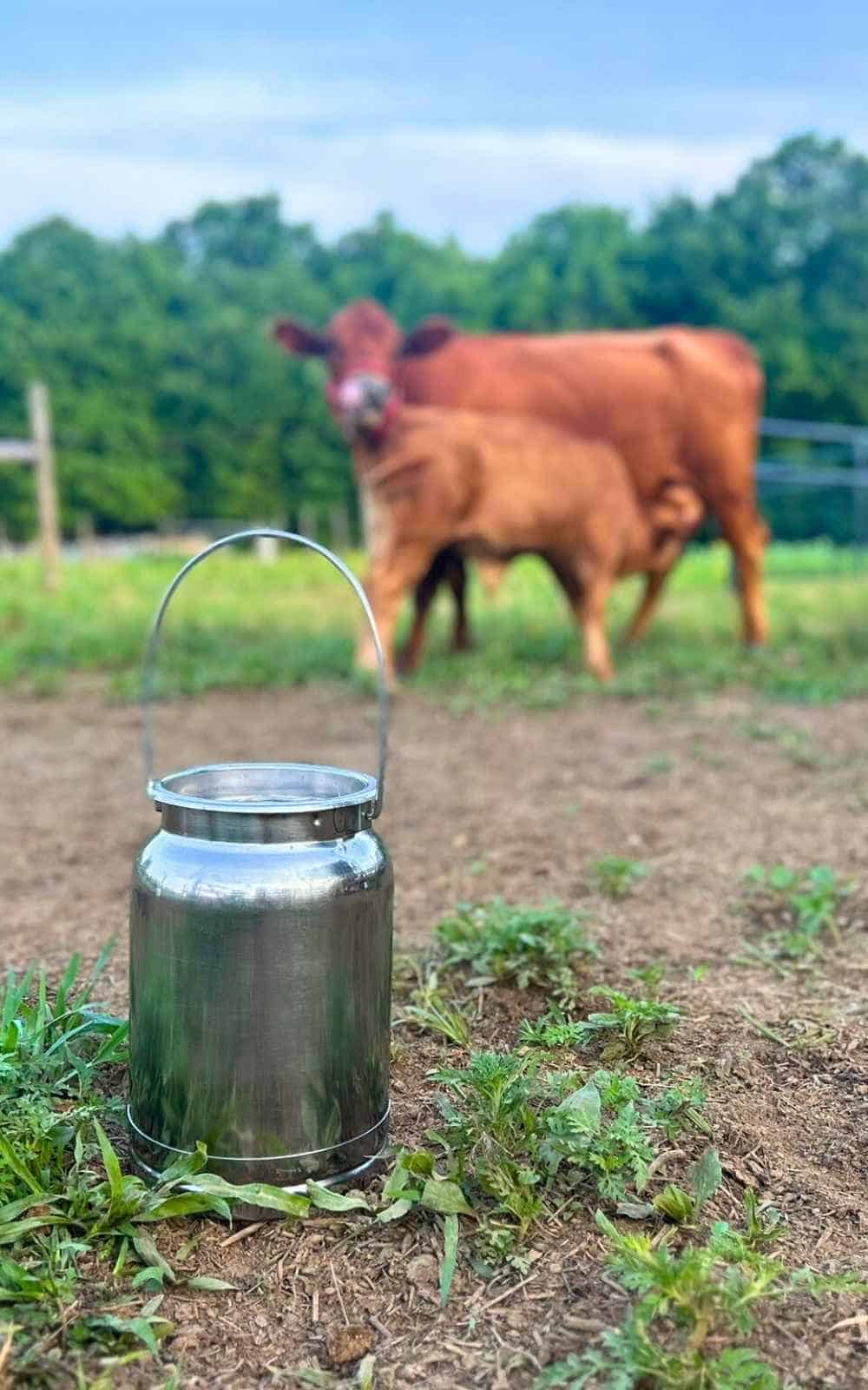 Dexter Family Milk Cows » Kowalski Mountain