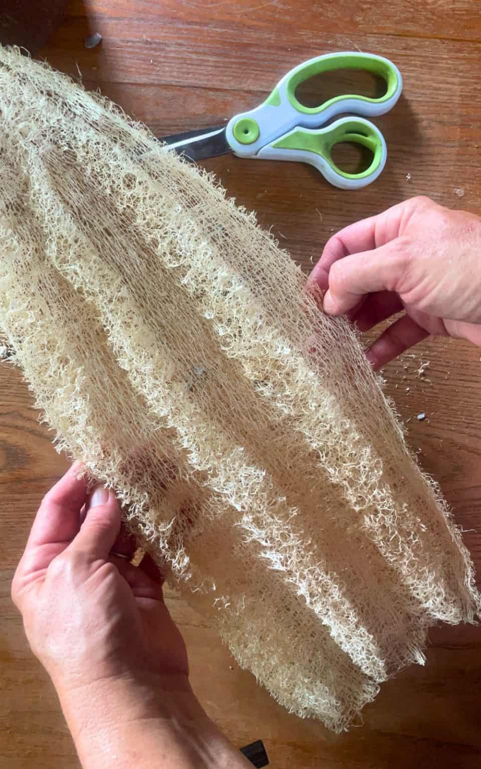 Easy Tutorial: How to Make Sponges from Luffa Gourds » Kowalski Mountain