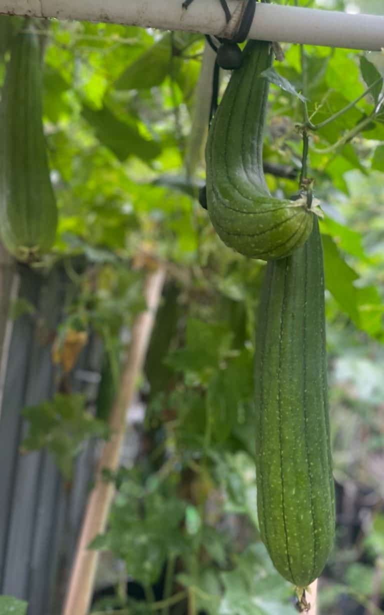 Easy Tutorial: How to Make Sponges from Luffa Gourds » Kowalski Mountain