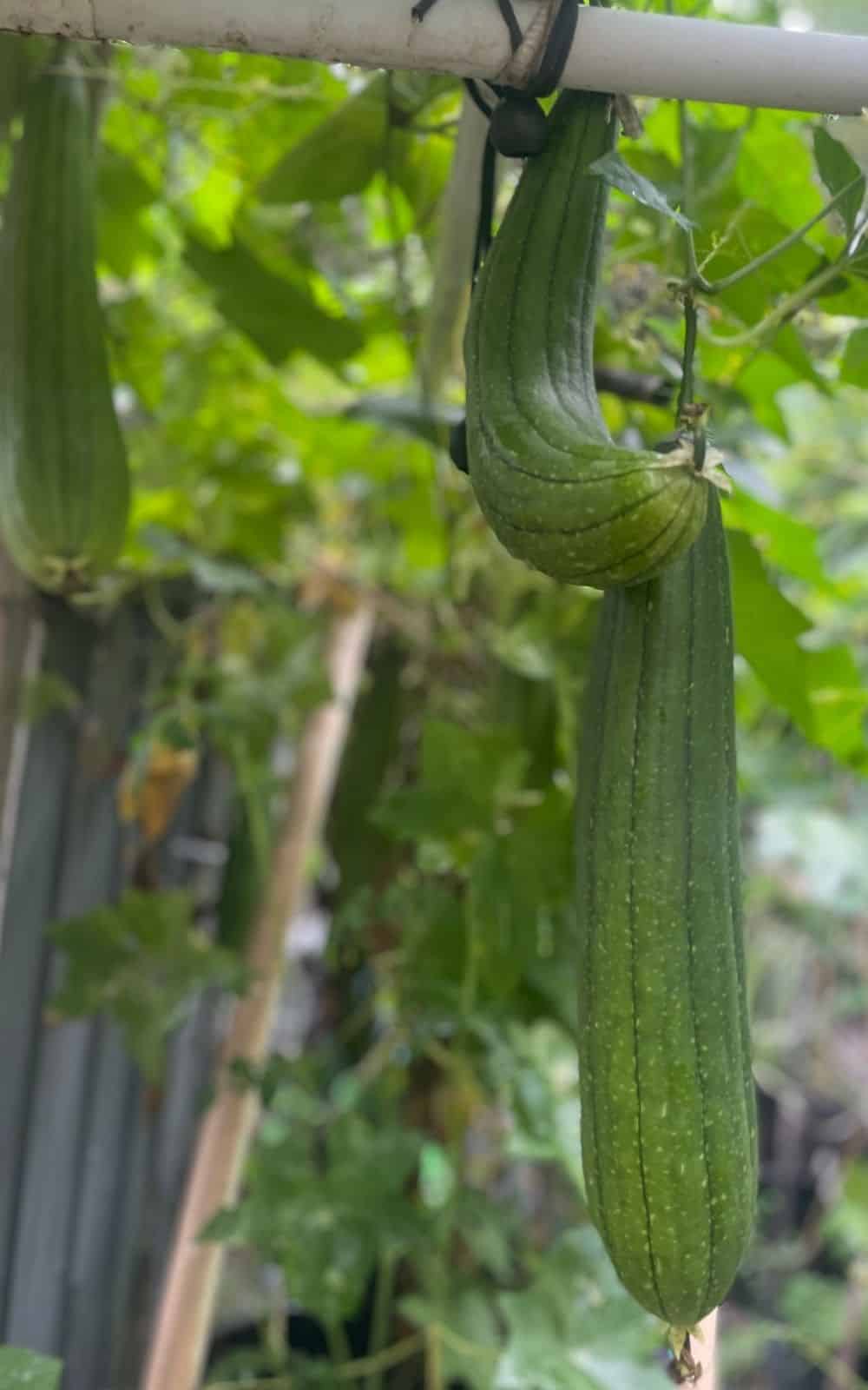 Easy Tutorial: How to Make Sponges from Luffa Gourds » Kowalski Mountain