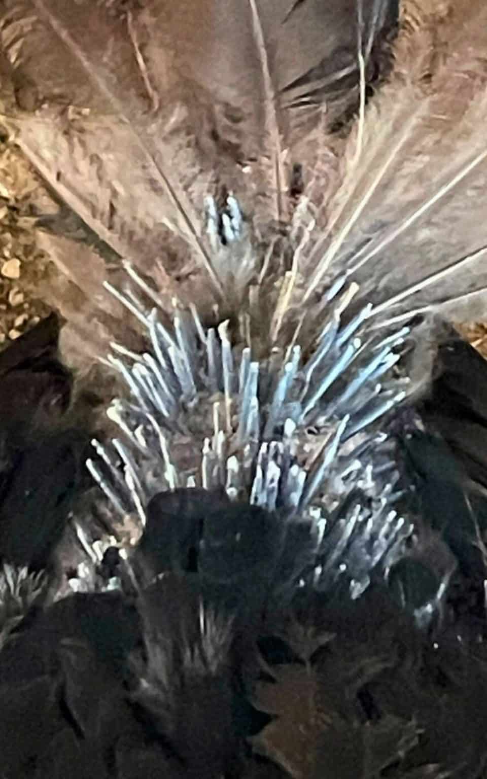 Molting Survival Guide: How Long Do Chickens Molt & Not Lay Eggs ...